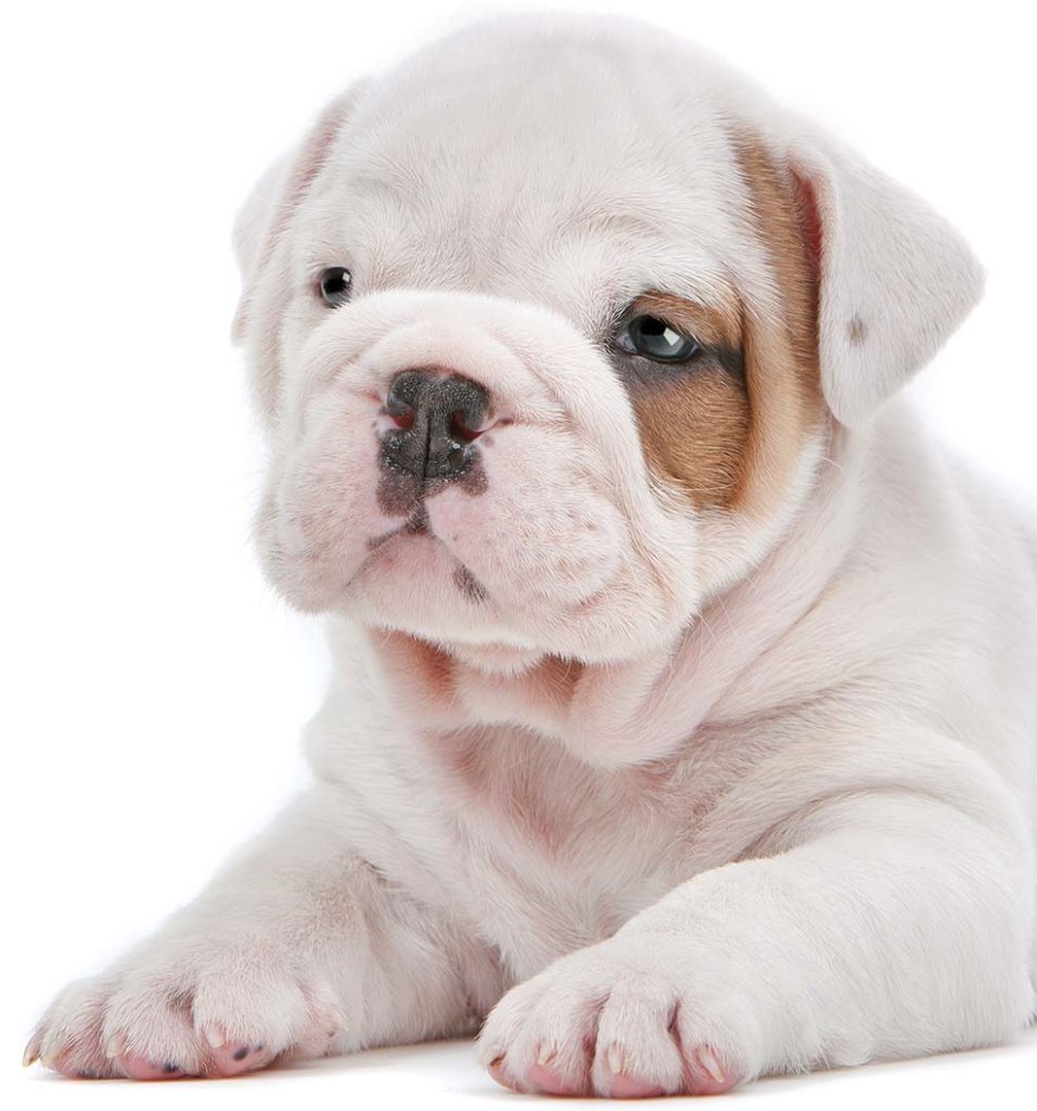 Puppy Protocol - Mayor Tyson Bulldog